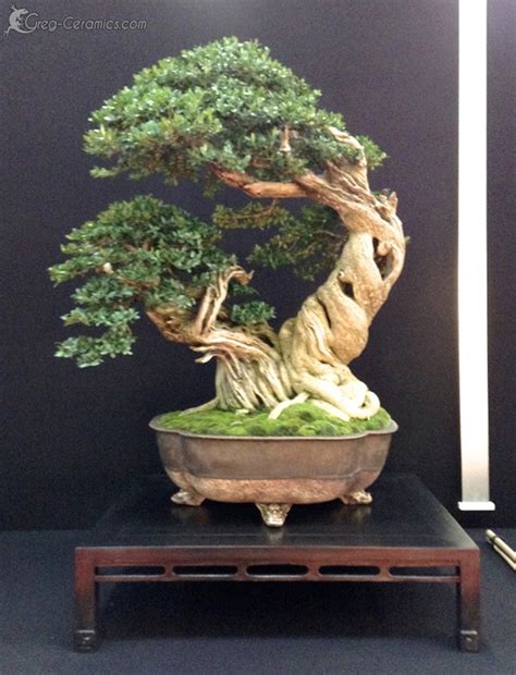Greg Ceramics Pots Bonsai De Qualit Poteries Pour Bonsai Artisanales