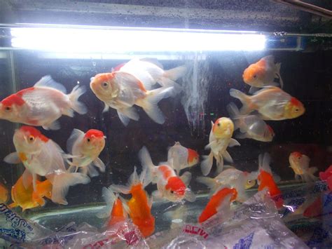 Ikan Hias Air Tawar Yang Boleh Dicampur Bloraupdate