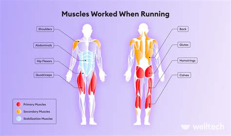 Does Running Build Leg Muscle Welltech
