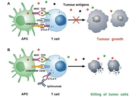 Mechanism Of CTLA 4 Induced Immunosuppression A Cancer Cells