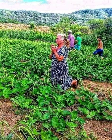 Pin by Maria Regina Bordim on Salvamentos rápidos in 2024 Farmland