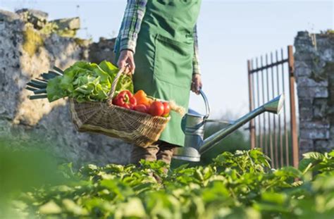 Entretien de Potager Les Secrets dune Fertilité Naturelle grâce aux