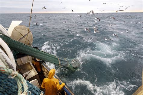 Perché la pesca a strascico è una pratica distruttiva anche per l