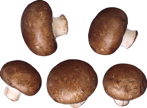 Collection Of Mushroom Png Pluspng