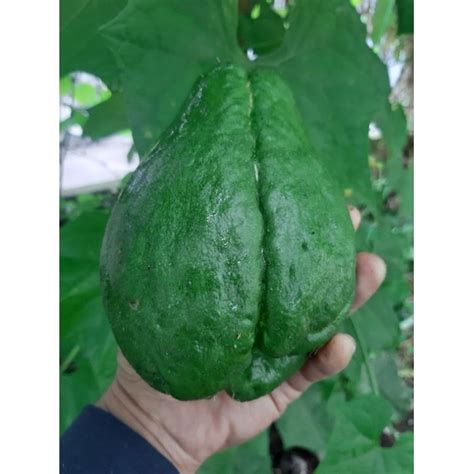 Jual Bibit Jipang Labu Siam Kualitas Unggul Shopee Indonesia