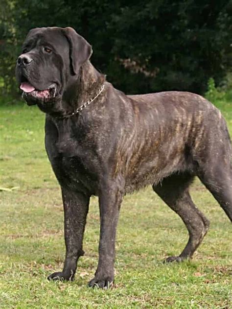 Le 10 razze di cani più grandi del mondo Fauna Folio