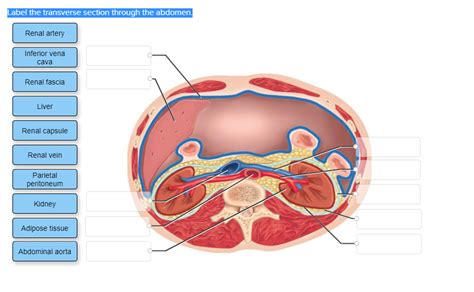 Solved Label The Transverse Section Through The Abdomen Chegg