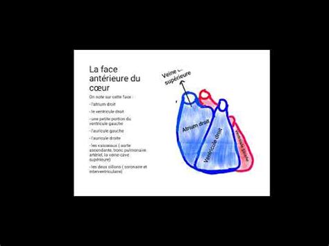 Anatomie du cœur morphologie externe YouTube