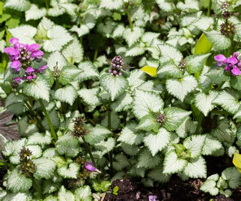 Fast Growing Ground Cover Plants 11 Ways To Green Up Bare Soil Quickly