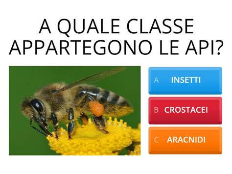 LA SOCIETA DELLE API Quiz
