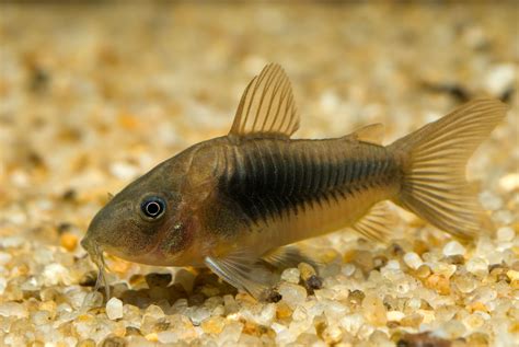 Types Of Corydoras Catfish