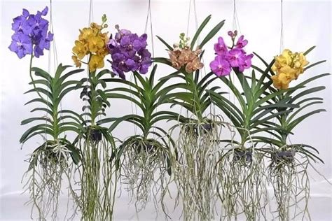 Orquídea Vanda saiba como cultivar em casa de forma fácil