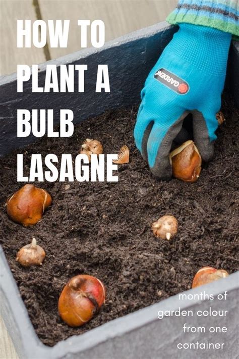 How To Plant A Bulb Lasagne Easy Guide To Layering Bulbs Growing