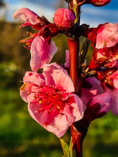 Identifying Fruit Trees By Their Flowers Grow Great Fruit