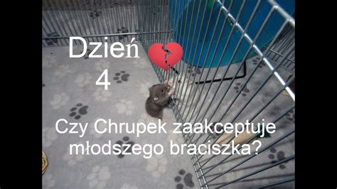 chomiki na wybiegu dzień 4 YouTube