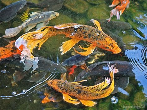 Fascinating Facts About Koi Fish Discover More About These Colorful