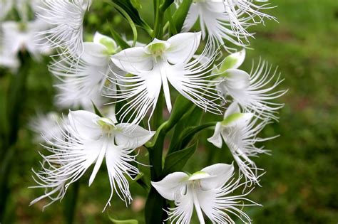 White Egret Orchid Gardenia