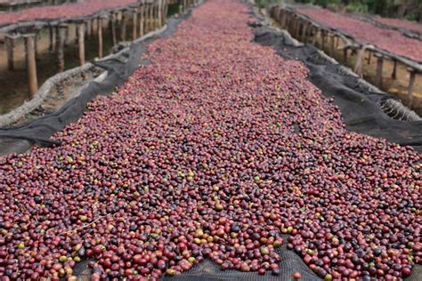 Métodos de lavado y secado del café Todos los procesos