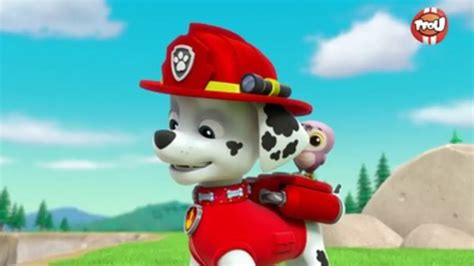 Replay TFou Du 28 05 2024 Paw Patrol La Pat Patrouille Le Collier