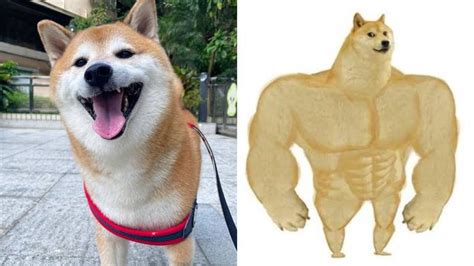 FOTOS Adiós Cheems así fue el funeral del perrito de los memes
