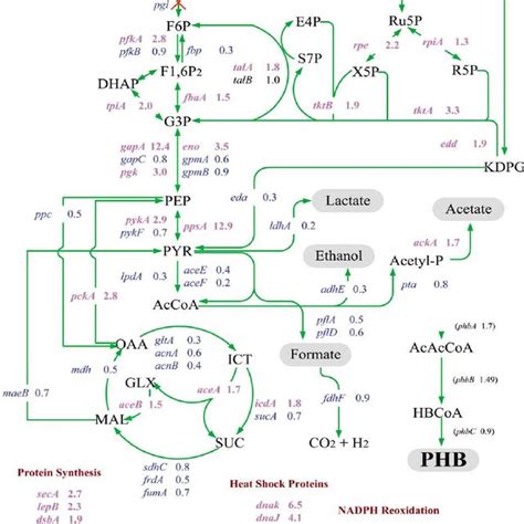 The Transcript Levels Of Central Metabolic Pathway Genes For E Coli