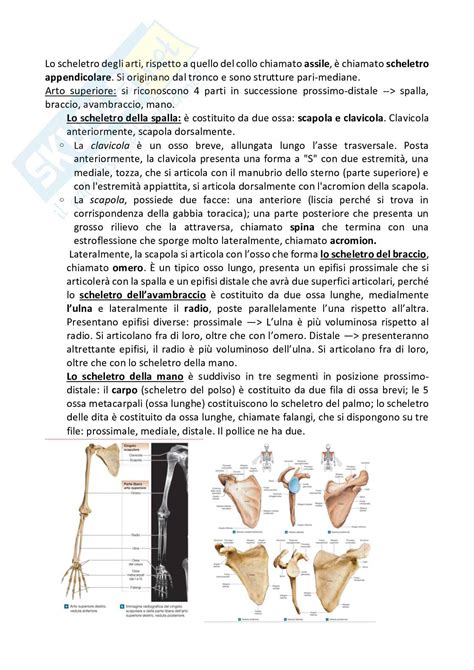 Riassunto Esame Citologia Istologia Ed Embriologia Prof Maffia