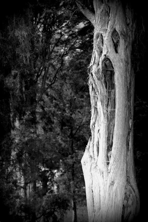 Kostenlose Foto Baum Natur Wald Ast Schwarz Und Wei Holz