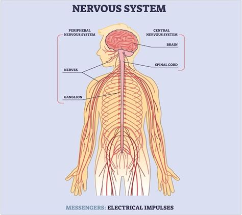 Cuadro De Educaci N M Dica De Biolog A Para El Sistema Nervioso