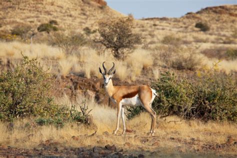 Animaux en voie de disparition en voie d extinction les différences