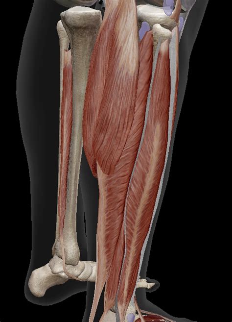 Lower Leg Muscles Diagram Quizlet