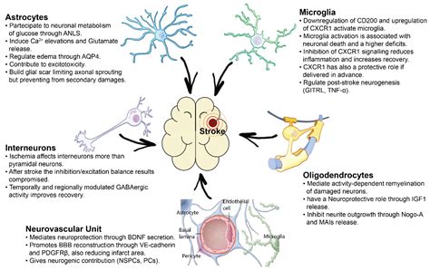 Cells Free Full Text Cell To Cell Interactions Mediating Functional
