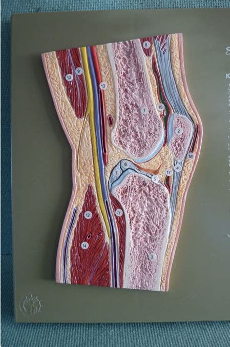 Sagittal Section Through Knee Joint Diagram Quizlet
