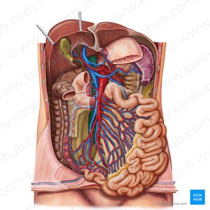 Blood Vessels Of Abdomen And Pelvis Anatomy Overview Kenhub