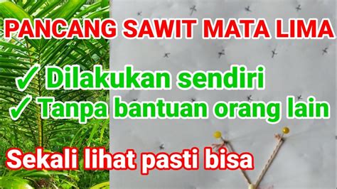 Cara Pancang Sawit Mata Lima Youtube