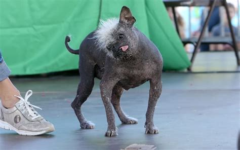 Mr Happy Face Il Cane Pi Brutto Del Mondo Del Foto Sky Tg