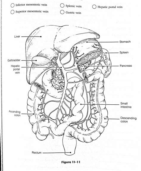 Figure Is A Diagram Of The Hepatic Portal Circulation Quizlet