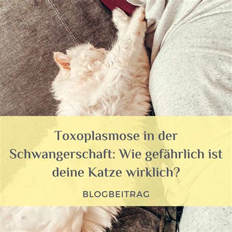Schwangerschaft Mit Katze Was Sch Tzt Vor Toxoplasmose