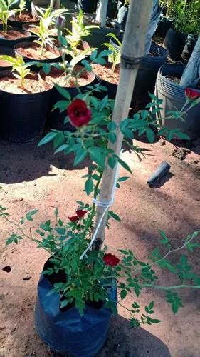 Muda De Mini Rosa Vermelha Linda Para Jardim Mercadolivre