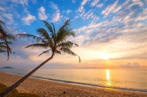 砂 海 波 ビーチ 夏 日没 ヤシの木 海岸 海景 美しい 楽園 ヤシ 熱帯 HDデスクトップの壁紙