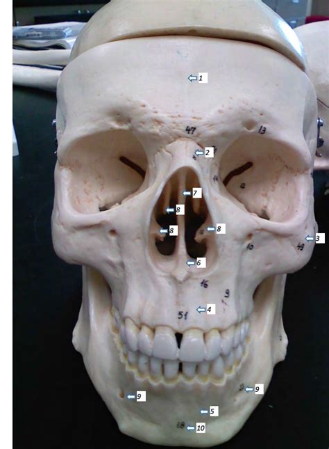 Skull Anterior View Diagram Quizlet