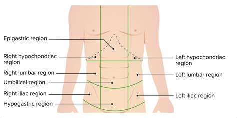 Surgical Anatomy Of The Abdomen Concise Medical Knowledge