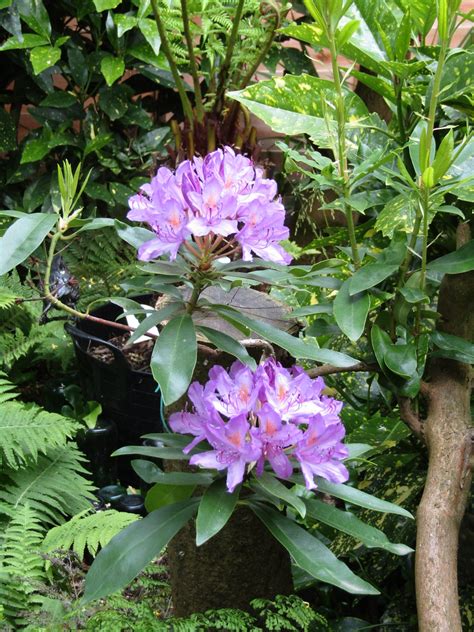 Rhododendron Purple Splendour My Garden Leonora Ellie Enking