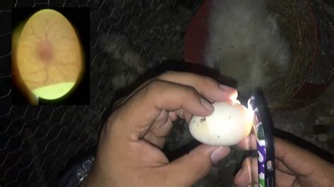 Lista Foto Como Saber Si Un Pollito Est Vivo Dentro Del Huevo