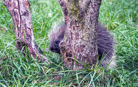 Stachelschwein Das Hinter Einem Baum Sich Versteckt Stockbild Bild