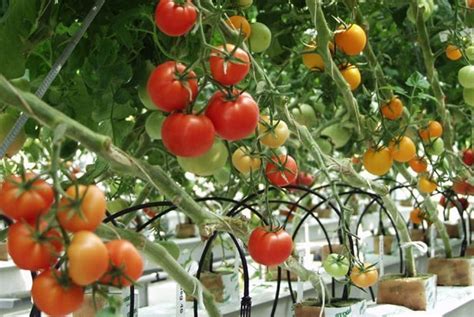 Tomato Cultivation Guide For Beginners Agri Farming