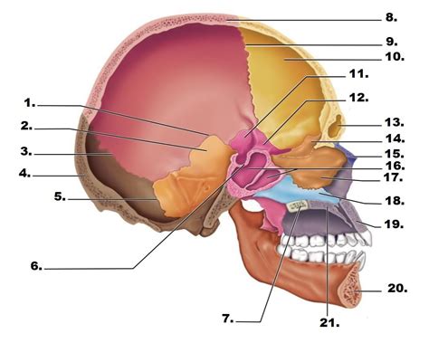 Midsagittal View Of Skull Diagram Quizlet