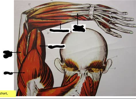Muscular System Wall Chart Posterior Pt 2 Diagram Quizlet