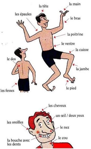 FLE Lexique Le Corps Humain FLE Enfants