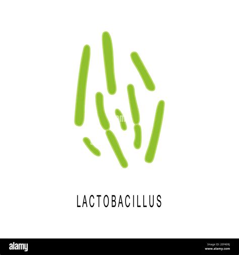 Lactobacillus Colony Probiotic Beneficial Bacteria For Human Health