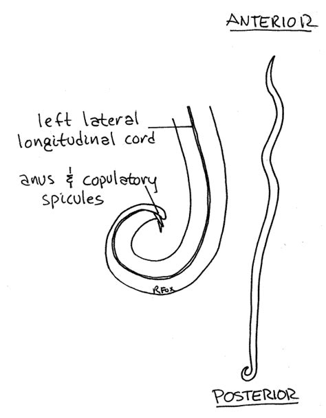 Roundworm External Diagram